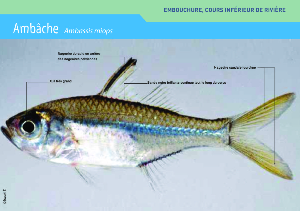 Guide-Poisson-zoom-14 | CNRT